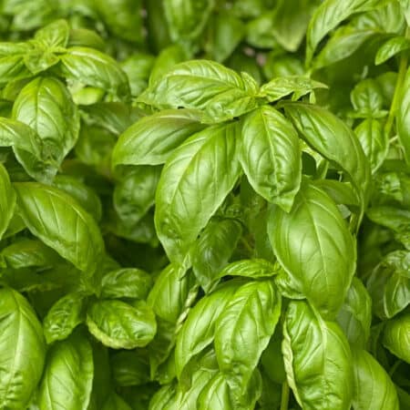 How to Cook With Basil — The Mom 100